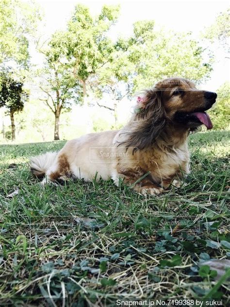 草原の上に横たわる大きな茶色の犬の写真・画像素材 7199388 Snapmart（スナップマート）