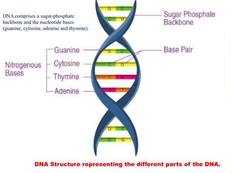 Dna And Rna Structure Functions Types Difference Similarities