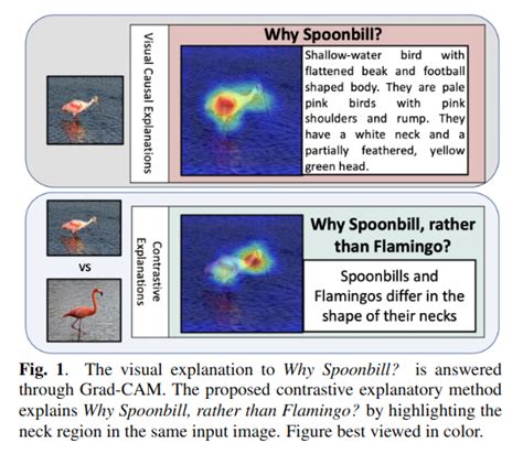 Contrastive Explanations In Neural Networks — Olives