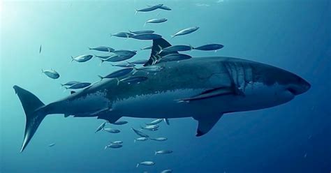 La Tragedia De Un Gigante Del Océano Tiburón Blanco Preñado Apareció