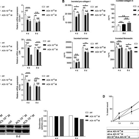 Ach Decreases Expression And Production Of Extracellular Matrix Download Scientific Diagram Ach Decreases Expression And Production Of Extracellular Matrix Download Scientific Diagram