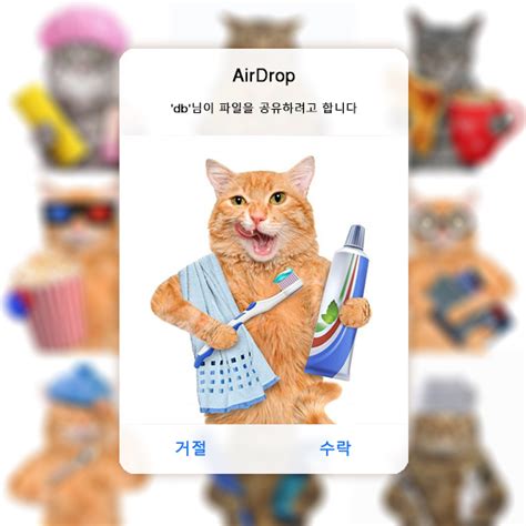 [인스타그램 카톡 프사 모음] 웃긴 고양이 공유 네이버 블로그