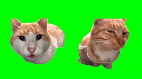 Green Screen Mr Fresh Cats Meme Youtube