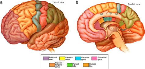 A Topography Of The Cerebral Cortex In Lateral View B Cortical