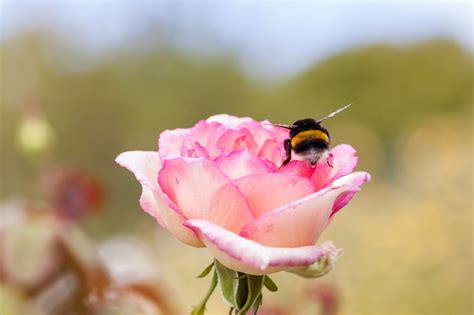 Flower Insect Rose Free Photo On Pixabay Pixabay