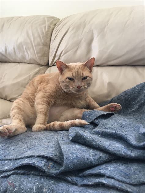 Cat Scrolller