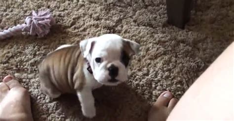 Kick Off Your Mid Week Blues With The Video Of A Cute Bulldog Pup