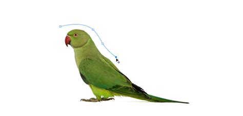 How To Type On A Path In Photoshop Envato Tuts