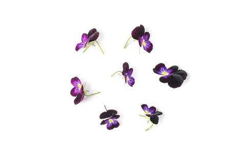 Premium Photo Pansies Isolated On White Background Viola Pansy Flower