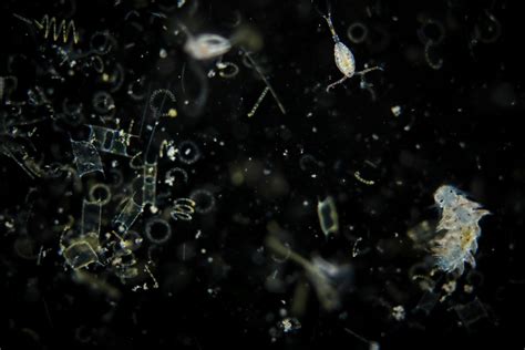 What Are Plankton Planktonphotography