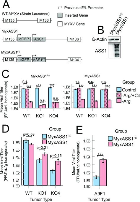Expression Of Exogenous Ass From A Recombinant Myxv Improves Viral