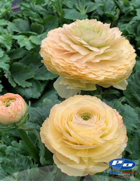 Italian Ranunculus Flowerbulbs