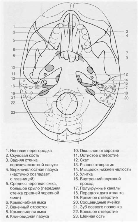 Особенности лучевой диагностики от Александра Шаховского Эталоны рентгенограмм для анализа черепа