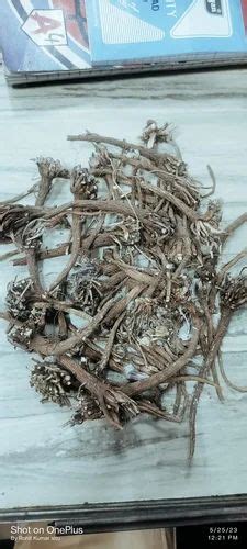 Anacyclus Pyrethrum Brown Dried Akarkara Roots Packaging Type Loose