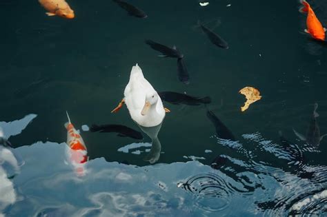 Premium Photo Ducks Swimming Around Koi Fishes In The Pond