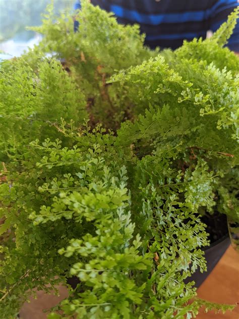 Clumping Plumosum Densum Just Learned It S Grows By Clumping Am I