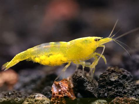How To Breed Cherry Shrimp Uk Shrimp News And Blog