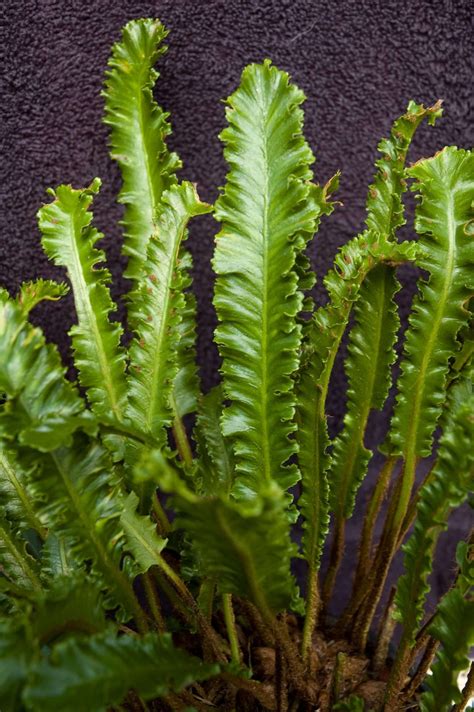 Asplenium Scolopendrium Angustifolia Secret Garden Growers