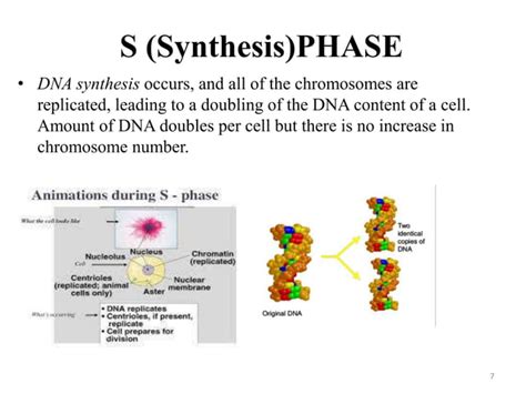 Cell Cycle And Regulation In Eukaryotes Ppt
