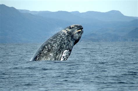 Ballena Gris Cómo Es Dónde Habita Qué Come Cumbre Pueblos