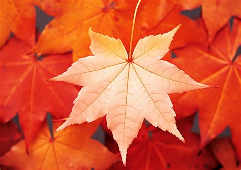 가을의 붉은 단풍나무 달콤한 껌 나무 사진 배경 일러스트 및 사진 무료 다운로드 Pngtree