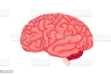 Icône Danatomie Du Cerveau Symbole Des Organes Internes Humains