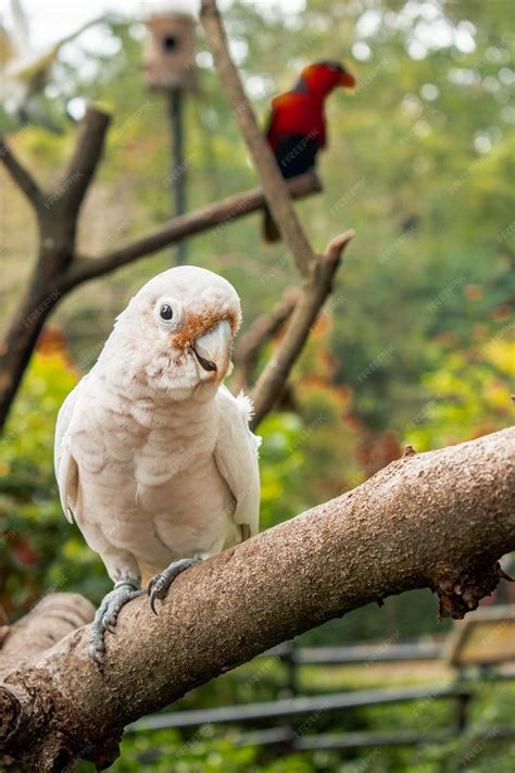 Premium Photo Kakatua Maluku Or Salmon Crested Cockatoo