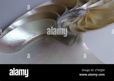 shell nautilus pearl fibonacci sequence symmetry cross section spiral