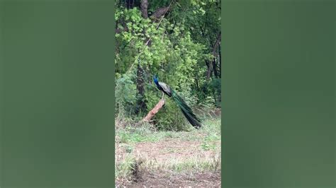 Peacock Calling Youtube