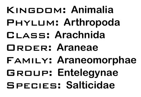 Spider Taxonomy Ng