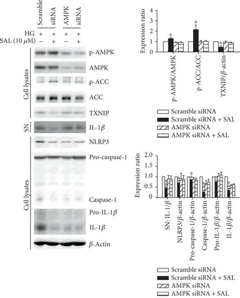 Ampk Activation Is Necessary For Salidroside Sal Mediated