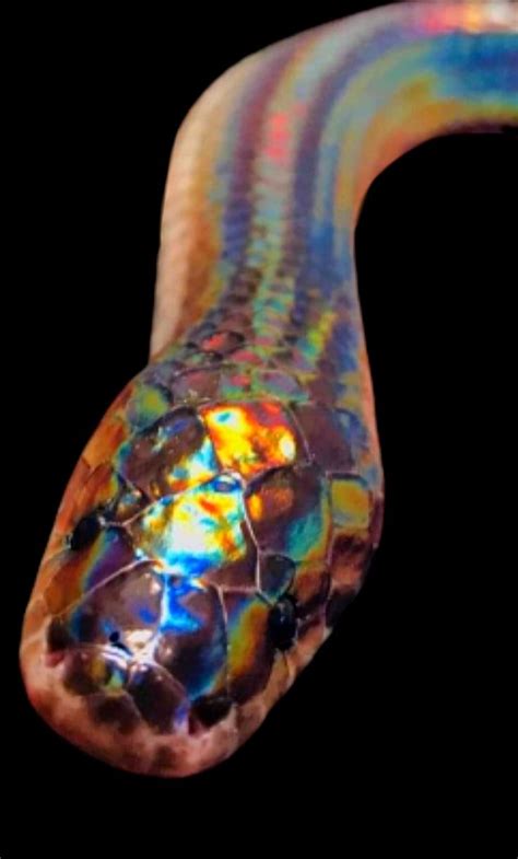 Sunbeam Snake Rainbow Snake Beautiful Snakes Animals Beautiful