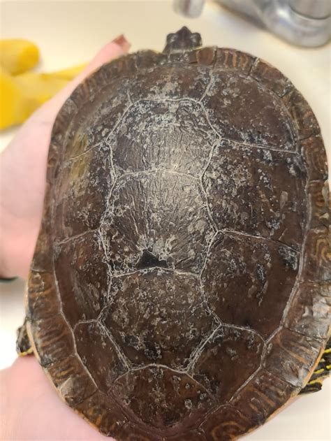 Does Anyone Know Why My Turtle S Shell Looks Like This R Turtle