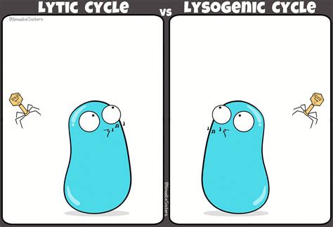 Lytic Cycle Animation