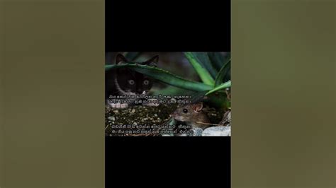 පූසයි මීයයි සෙල්ලමක්ද මන්ද නිසඳැස් කවි Youtube