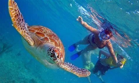 Why Do People Scuba Dive In Bali Dive With Us And Find Out Zero