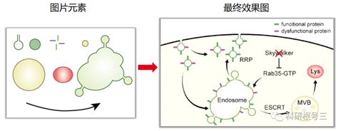 多年绘图经验总结，分子机制图绘制的所有技巧，可实操性强！ 哔哩哔哩
