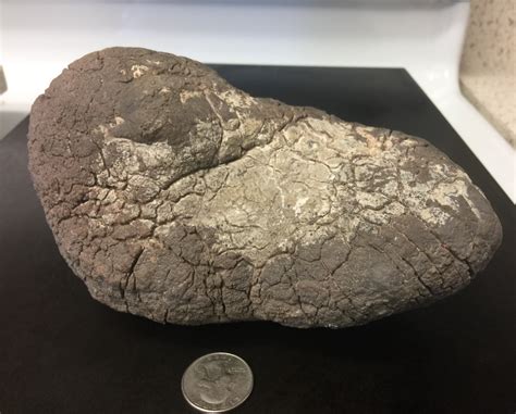 Coprolite Id Fossil Id The Fossil Forum