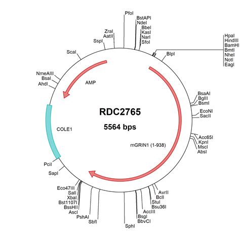 Mouse Grin1 Nmdar1 Np 032195 Versaclone Cdna Rdc2765 Randd Systems
