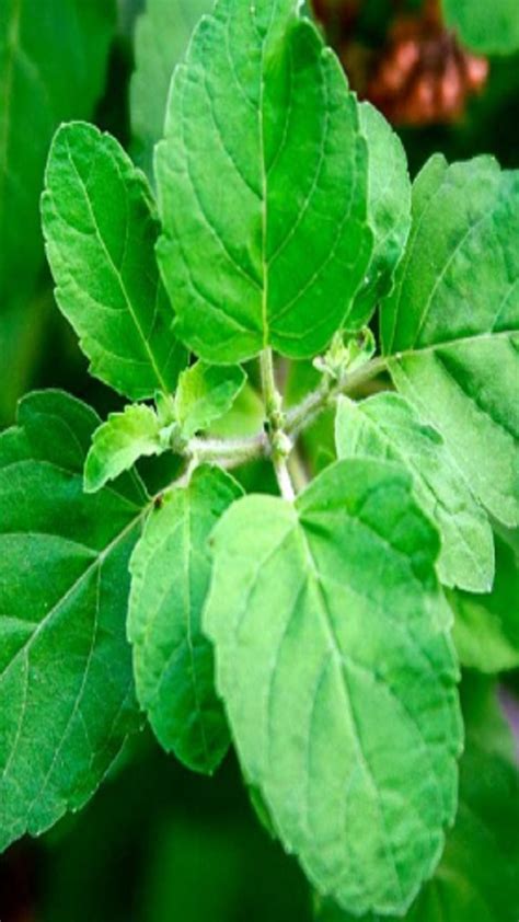 इन 10 पत्तों में छिपा है सुख समृद्धि का राज पूजा में करें इस्तेमाल