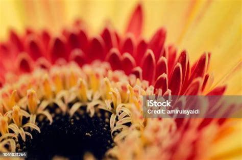 선택적 매크로 촬영 필드의 얕은 깊이와 Gerbera 데이지 꽃잎을 피 0명에 대한 스톡 사진 및 기타 이미지 0명 개화기