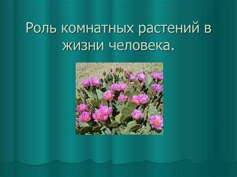 Роль комнатных растений в жизни человека - презентация онлайн