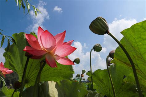 贵州黔西生态农场荷花美 白泥