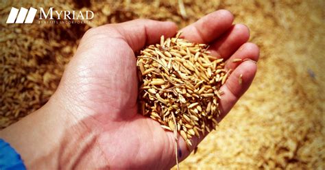Las Ventajas De Comer Granos Enteros Myriad Benefits Inc