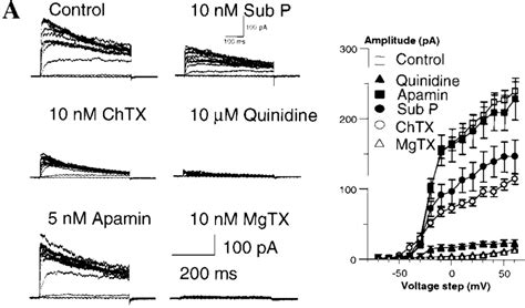 A Electrophysiological Recordings Of Whole Cell K Currents From