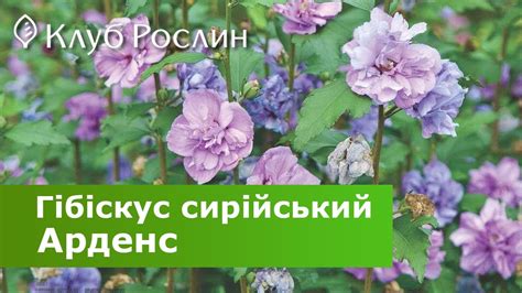 Гібіскус сирійський Арденс • Hibiscus syriacus Ardens • Гибискус ...