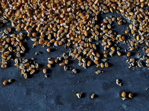 Ukraine Says It Will Sue Poland Hungary And Slovakia Over Food Import