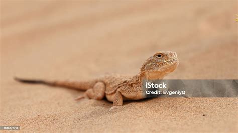 두꺼비 머리 아가마 Phrynocephalus Mystaceus 자연 환경에서 모래 위의 잔잔한 사막 둥근 머리 도마뱀 사막의