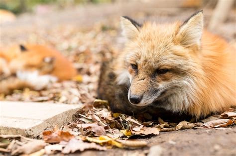 Premium Photo Cute Fox Sleeping