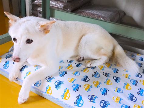佐倉市の若山動物病院で暮らしている犬たちは、毎日元気で明るく楽しい生活を送っています。